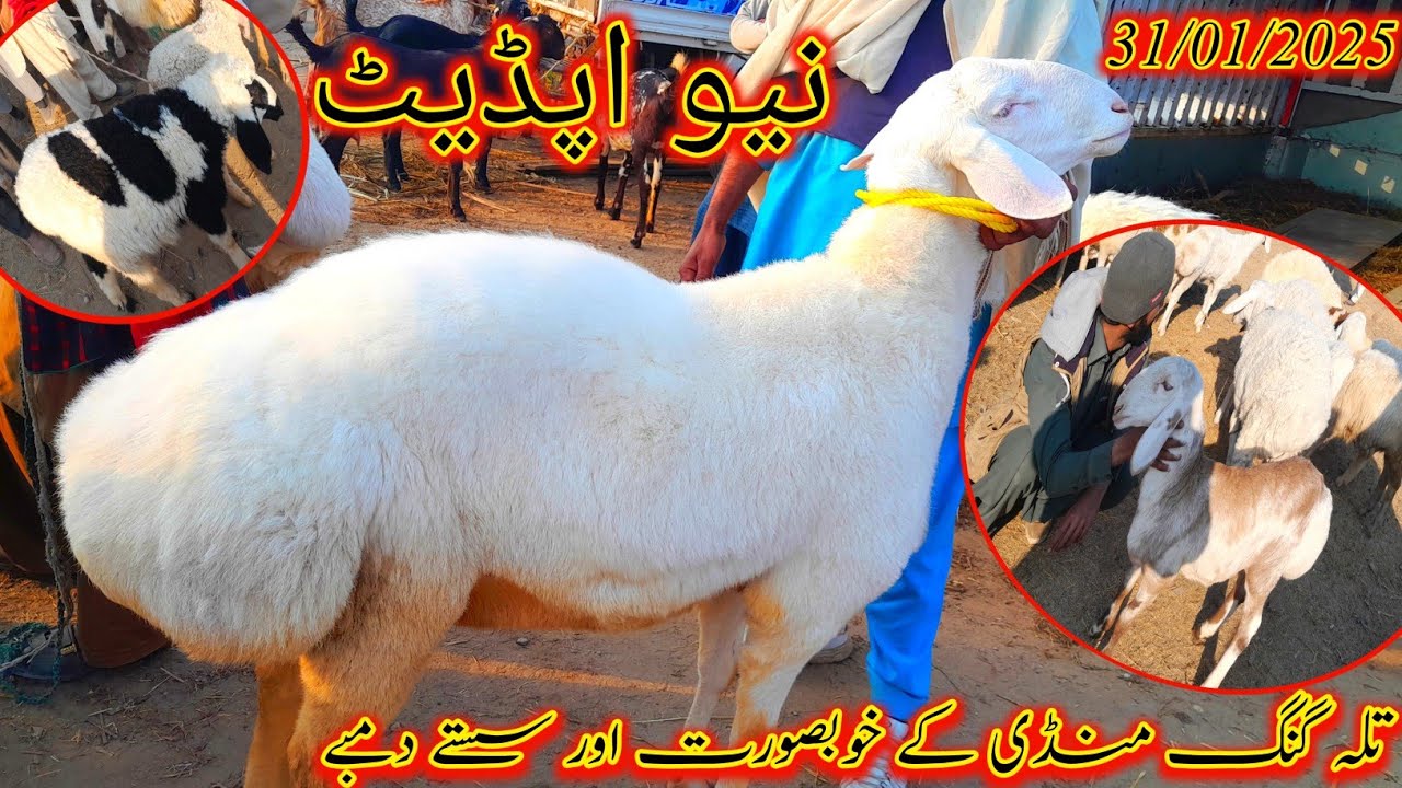 Talagang Dumba Mandi/Zero Size Turkey Dumba Kids Rates/Dumba Mandi New ...