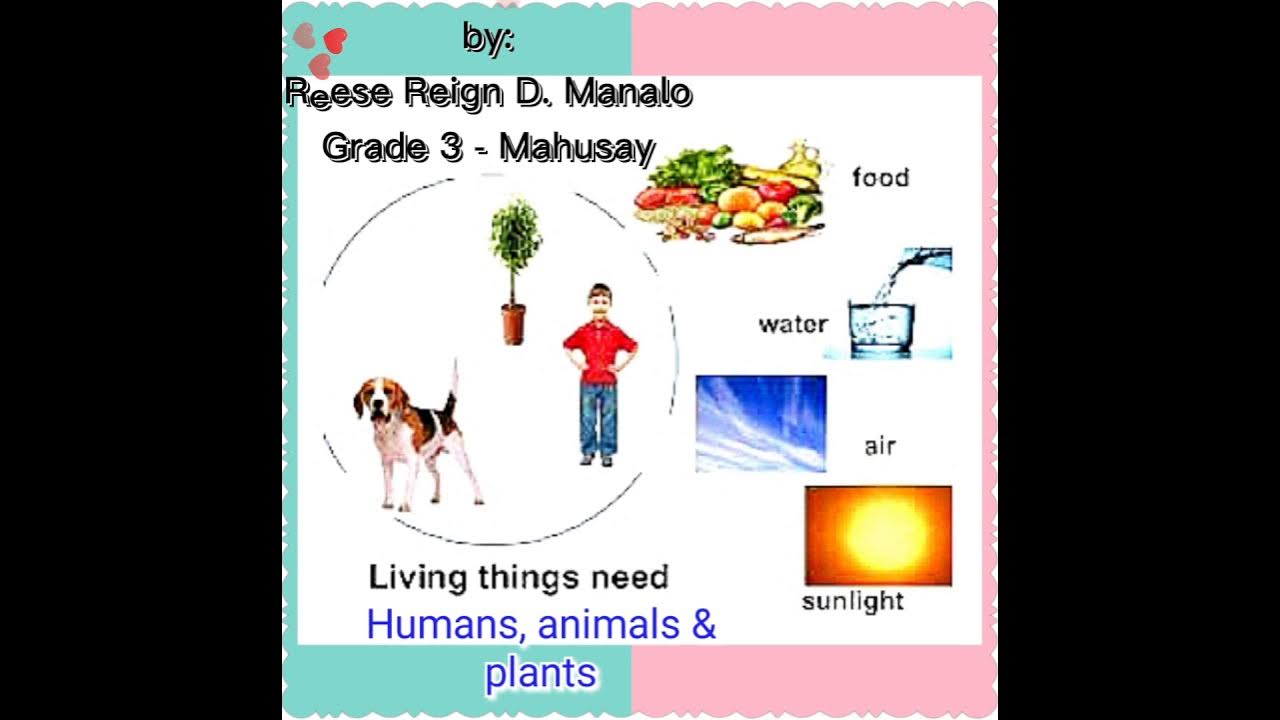 BASIC NEEDS OF HUMANS, ANIMALS & PLANTS - YouTube