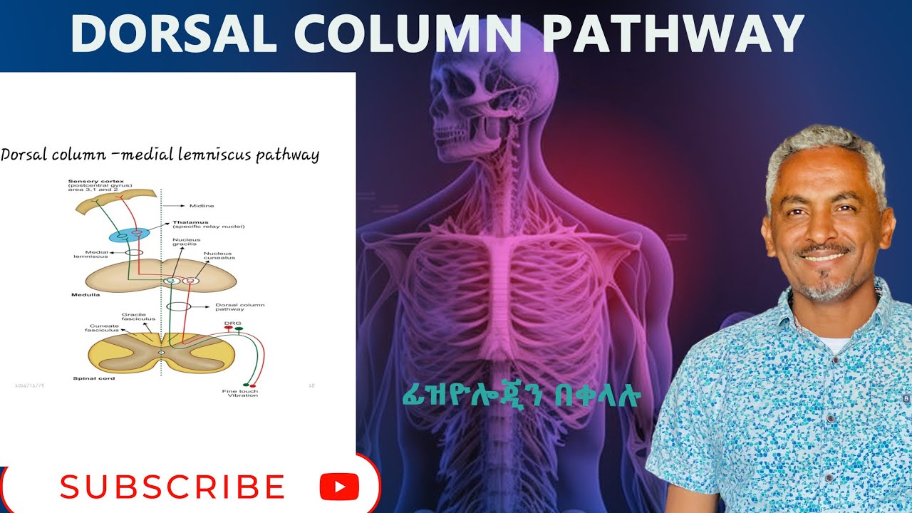 DORSAL COLUMN-MEDIA LEMNISCUS PATHWAY|| Sensory Physiology|| ፊዝዩሎጂን ...