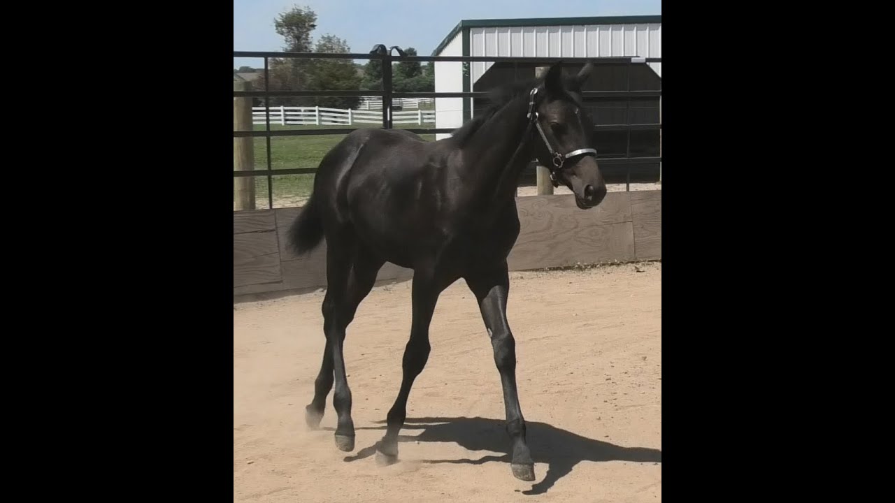 DGS Craftily Brewed - 2019 Dark Brown Colt by DGS Replicated - 08-19 ...