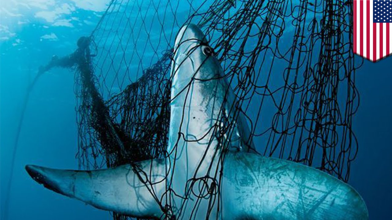 Death nets: Calls to ban drift nets after disturbing video - TomoNews ...