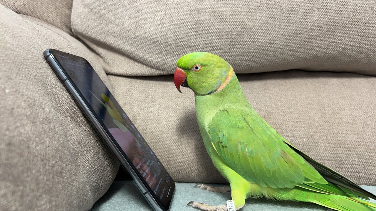 Ari Micul Alexander transmite live! - YouTube