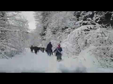 Trabzon Araklı'da göçler devam ediyor