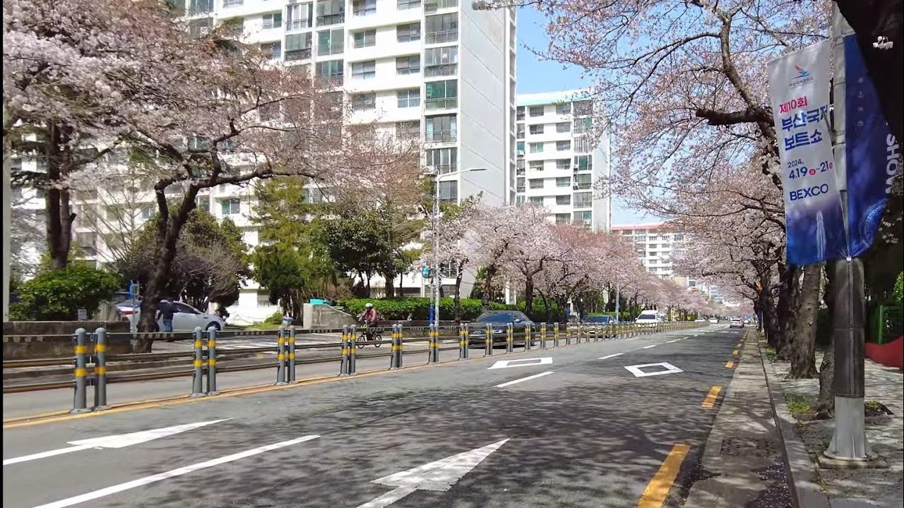 Cherry Blossom Road in Namcheon-dong, Busan | Korea Walking Tour [4K ...