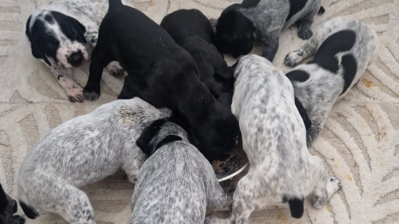 Papa para cachorros, com 3 semanas. Puppy Mush 3 weeks old - YouTube
