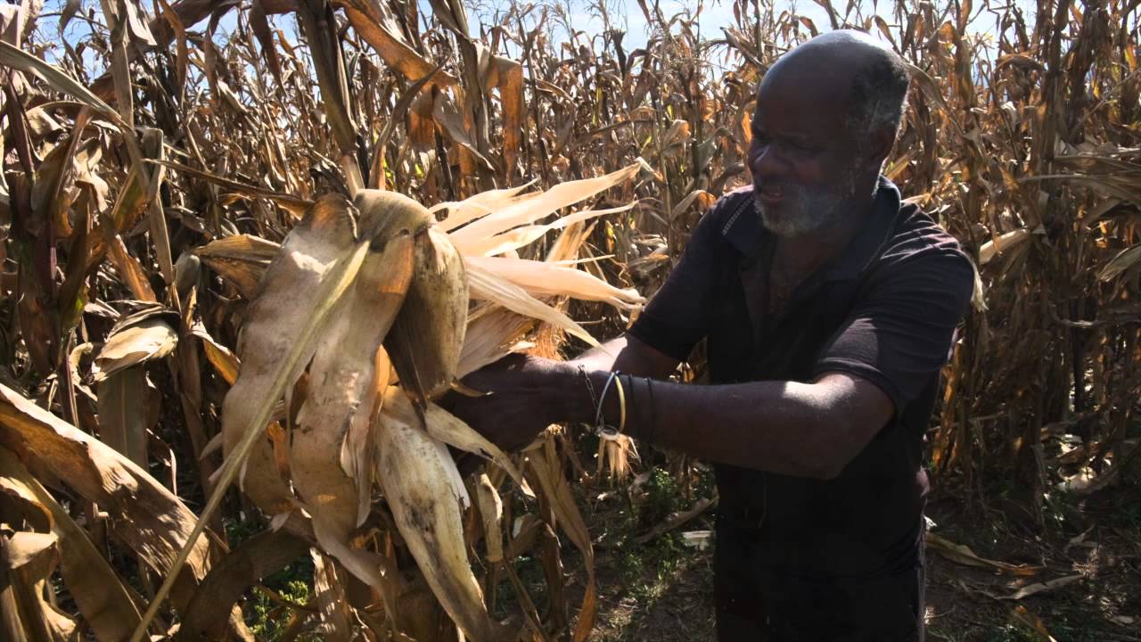 Interview with Paul Mapfumo (University of Zimbabwe) at the Agroecology ...