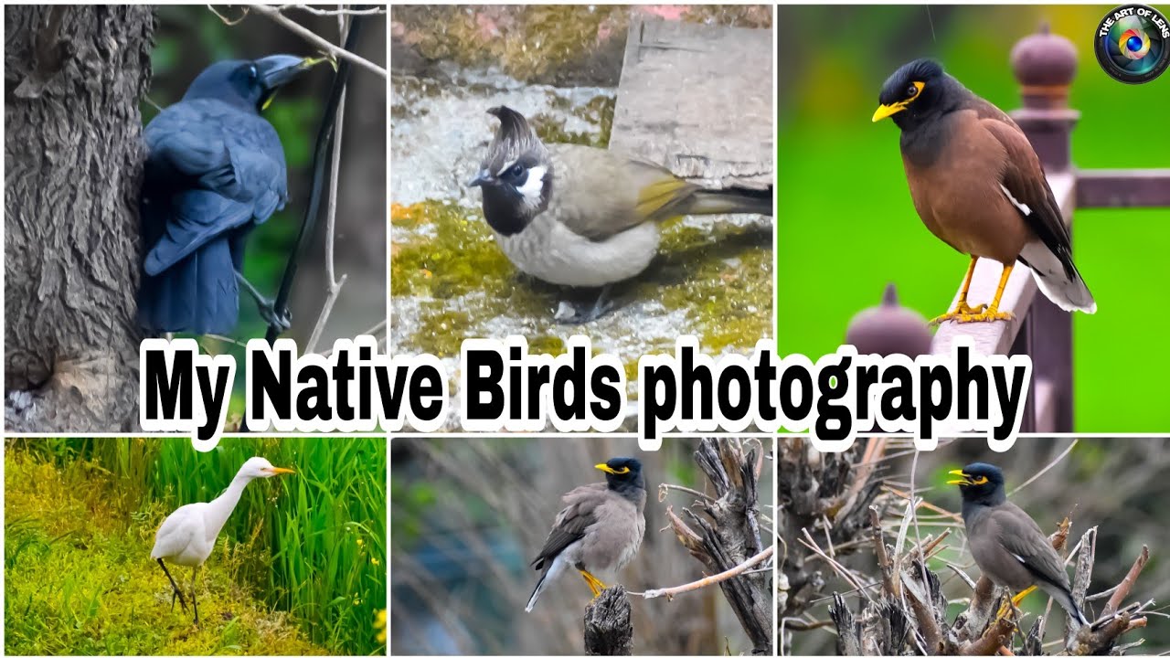 My Native Birds photography Part 2.HOW TO PHOTOGRAPH BIRDS .PHOTOGRAPHY ...
