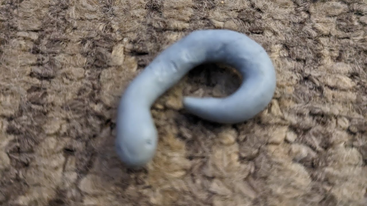 snake stop motion - YouTube