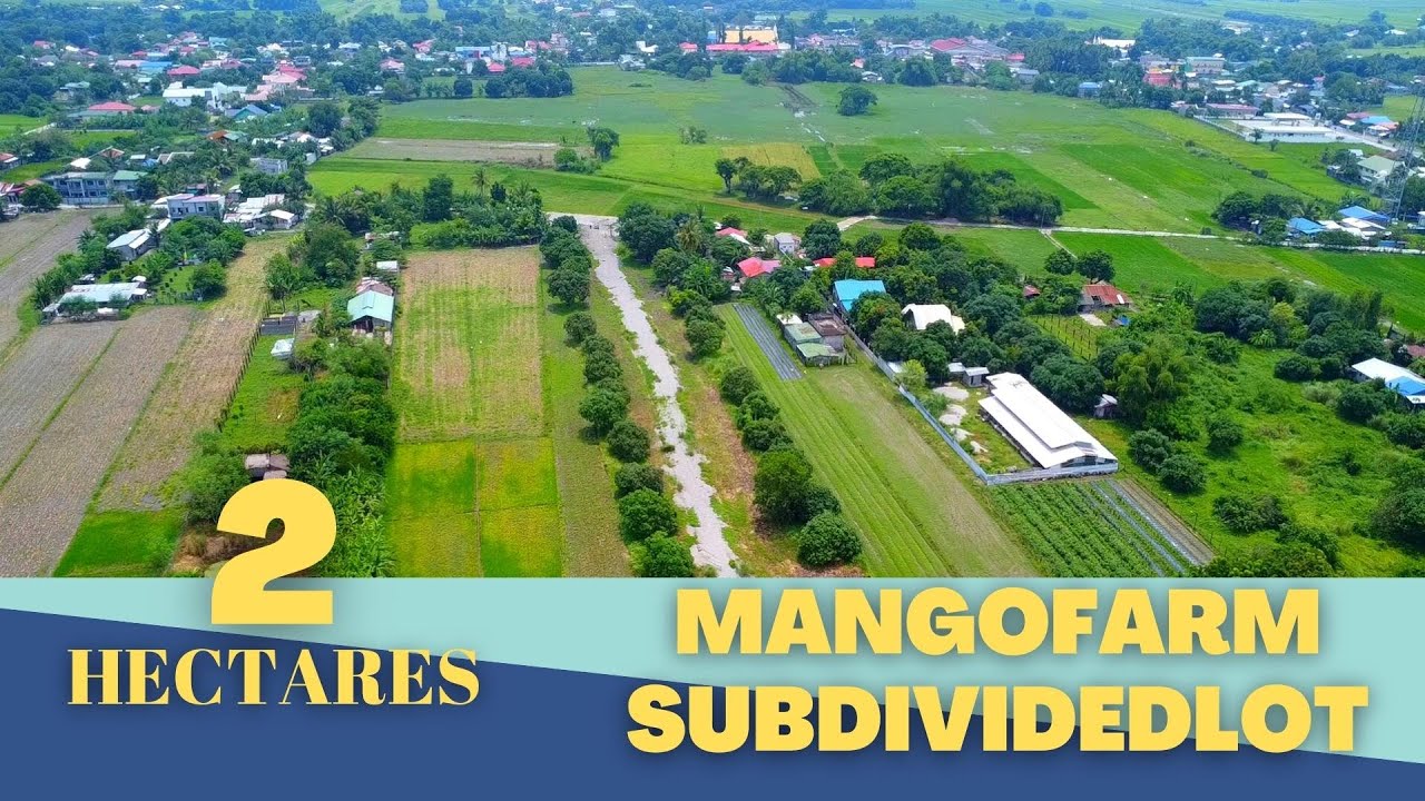 (Vlog#56) 2 Hectares Mango Farm | subdivided Lot @Ramos, Tarlac With ...