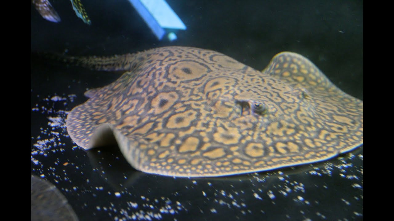 Mantilla Stingrays breeding atempt - YouTube