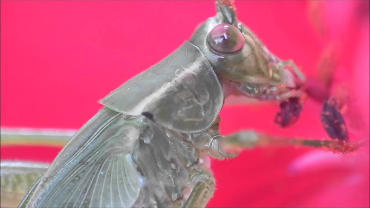 Flower-Eating Monster - YouTube