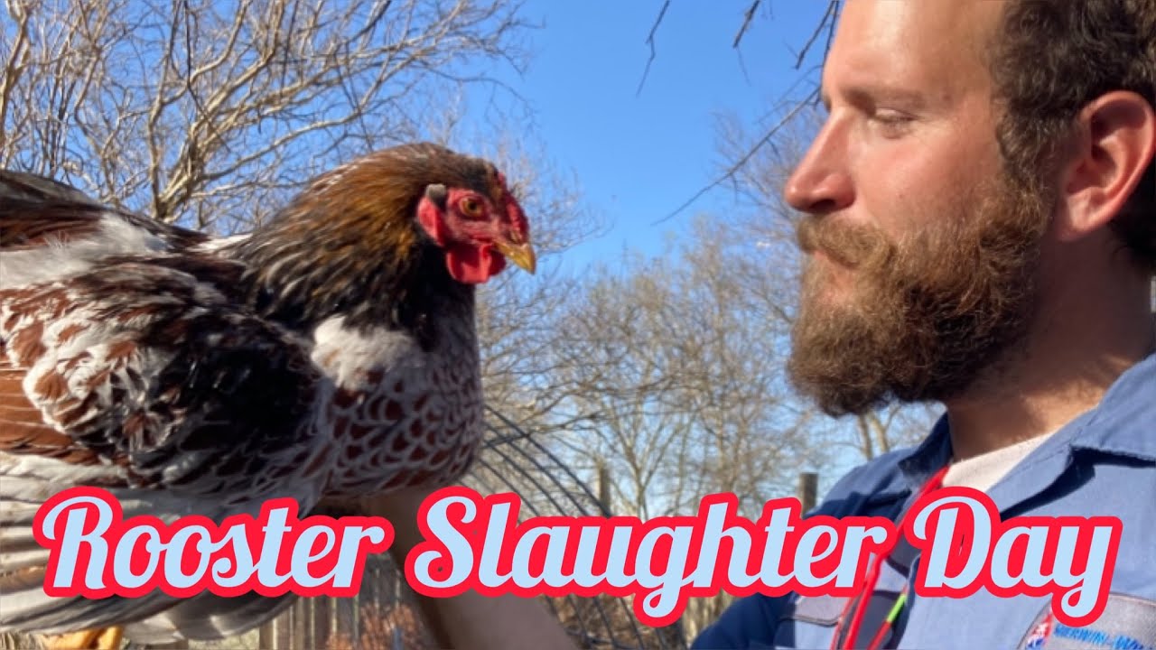 Rooster Slaughter February 2023 - YouTube