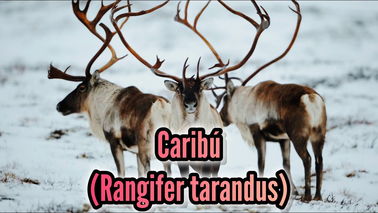 El Caribú: Explorando la vida del icono del Ártico - YouTube
