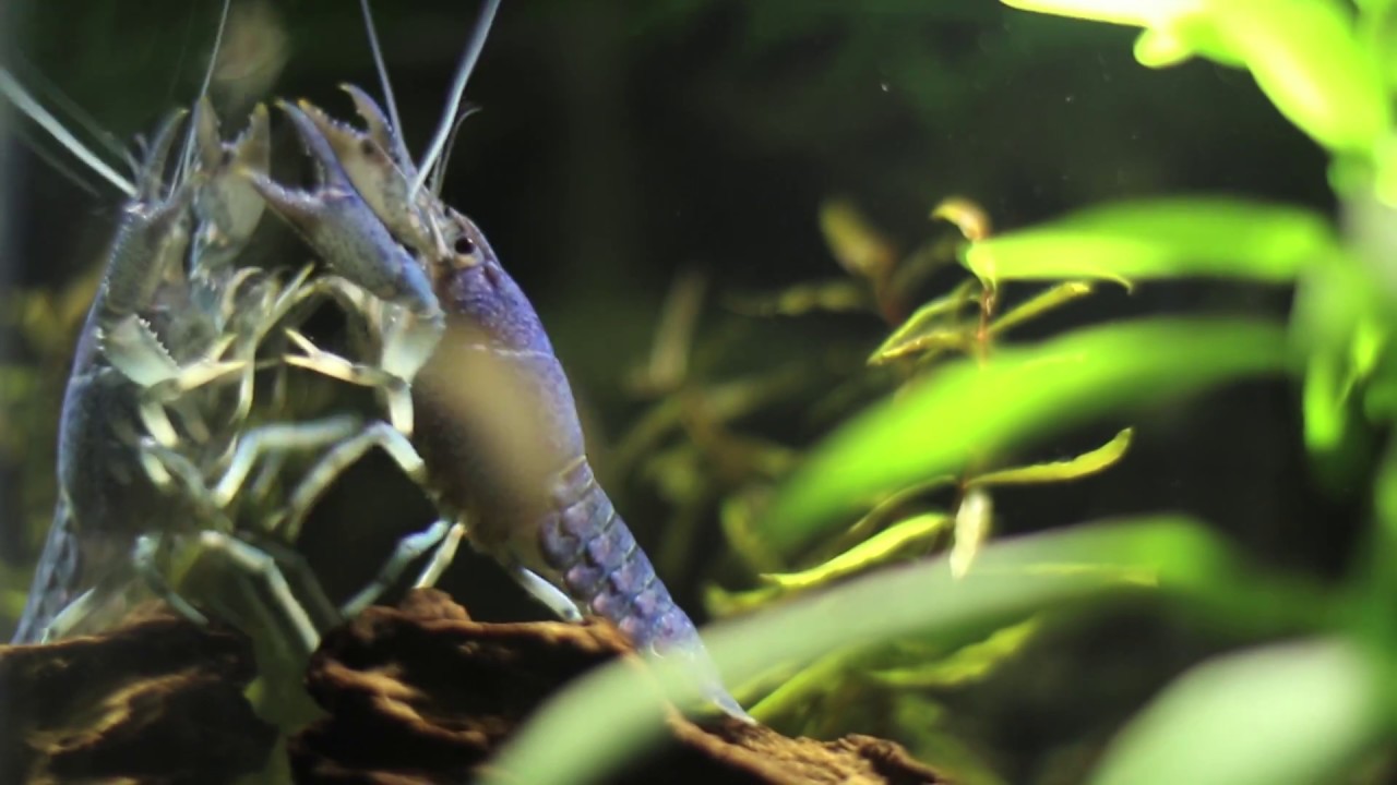 BLUE LOBSTER - BLUE CRAYFISH - BLUE CRAWDAD - YouTube