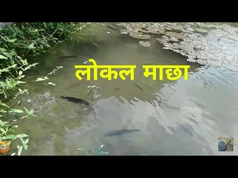 Local fish farming in Nepal - YouTube