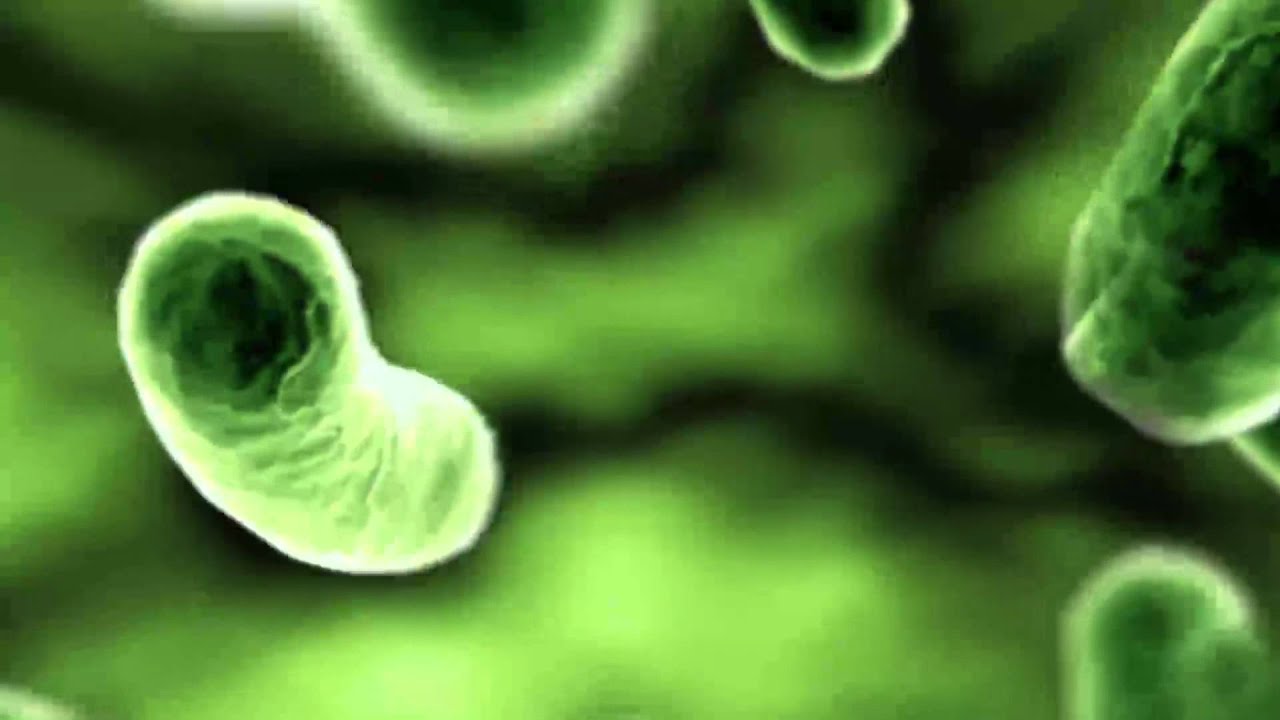 Bacteria in Macro - YouTube