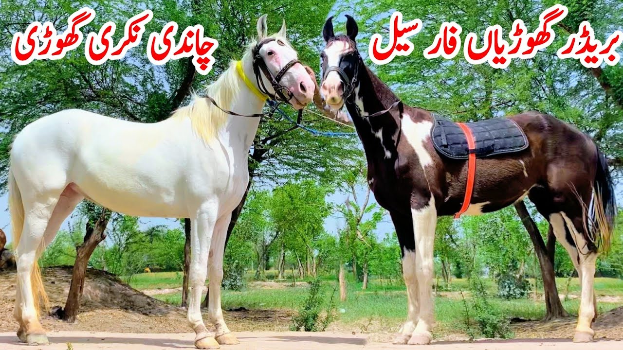 White Nukri Ghodi For Sale | Panch Kalyan Ghodi - YouTube
