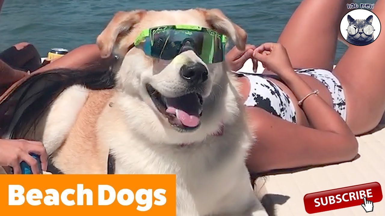 Compilation of happy dogs, Dogs that bring laughter🐶🐶🐶 - YouTube