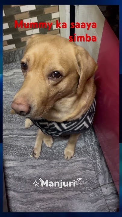 Mummy ka saaya simba🐶🐶🐶🐶#doglover #pets #trending #funnycomedy #shortvideo - YouTube