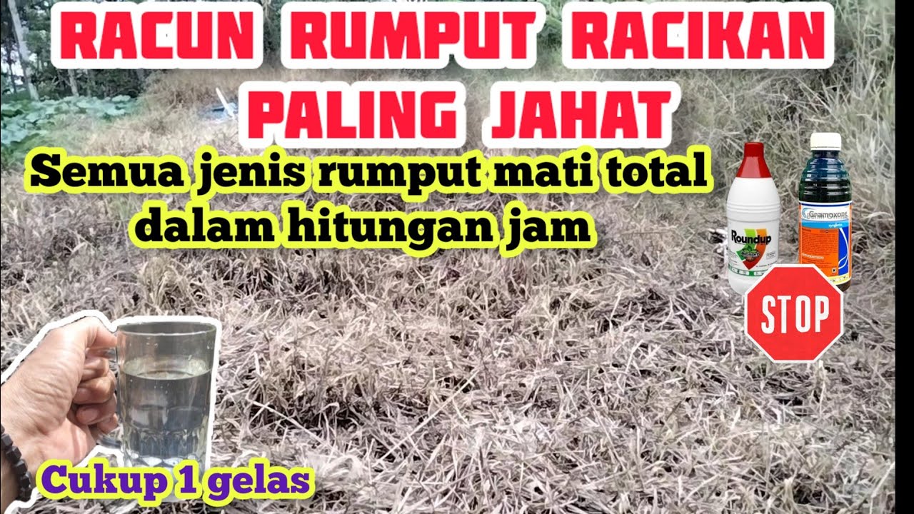 Racun rumput racikan paling dahsyat || membuat semua jenis rumput ...