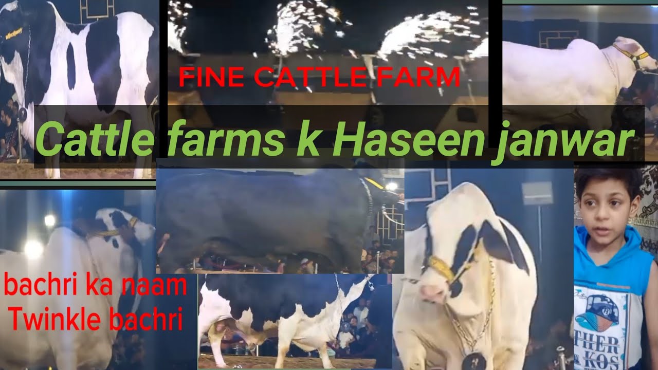 #karachi fine cattle farm ke cows ke behtareen ramp walk|rayyan or baba ...