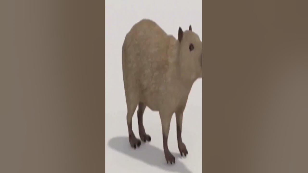 кабибара - YouTube