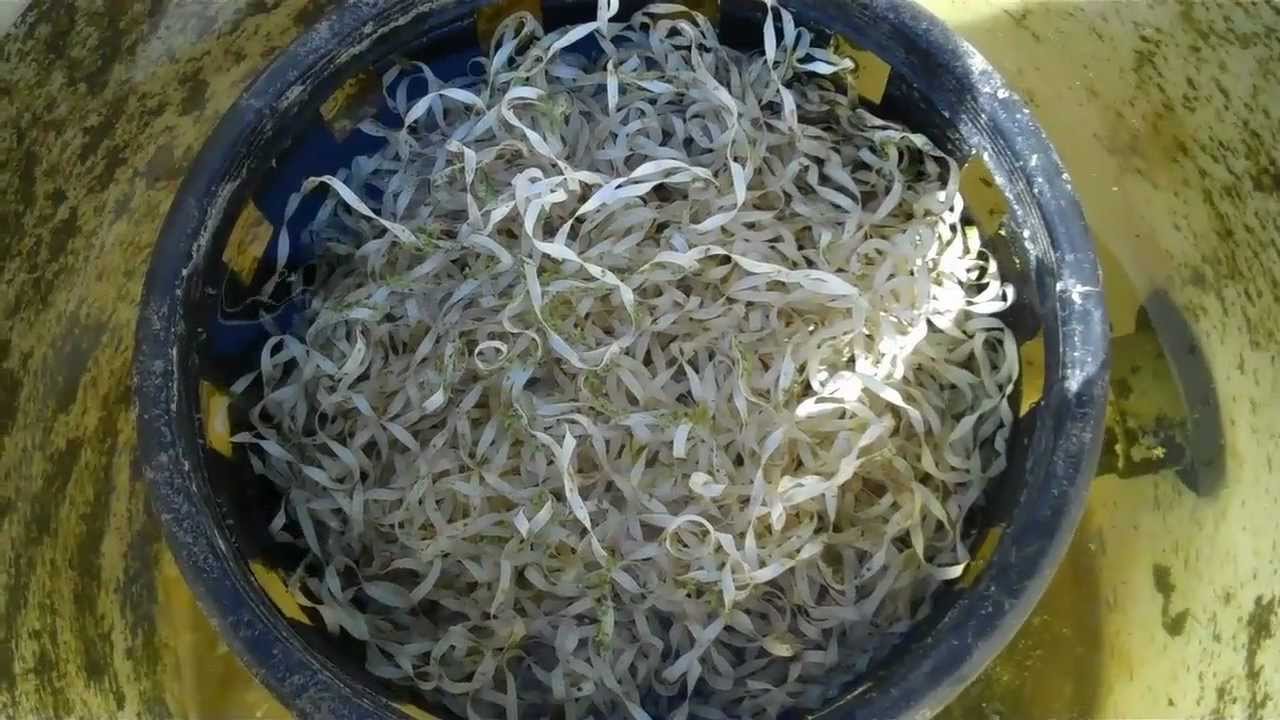 vortex w/static basket - YouTube