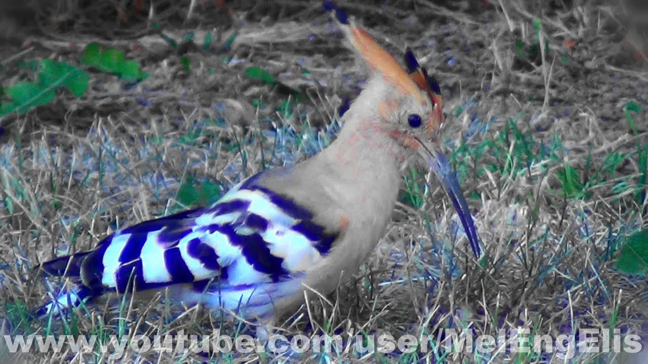 Huppe Fasciée - Upupa Epops - Eurasian Hoopoe - YouTube