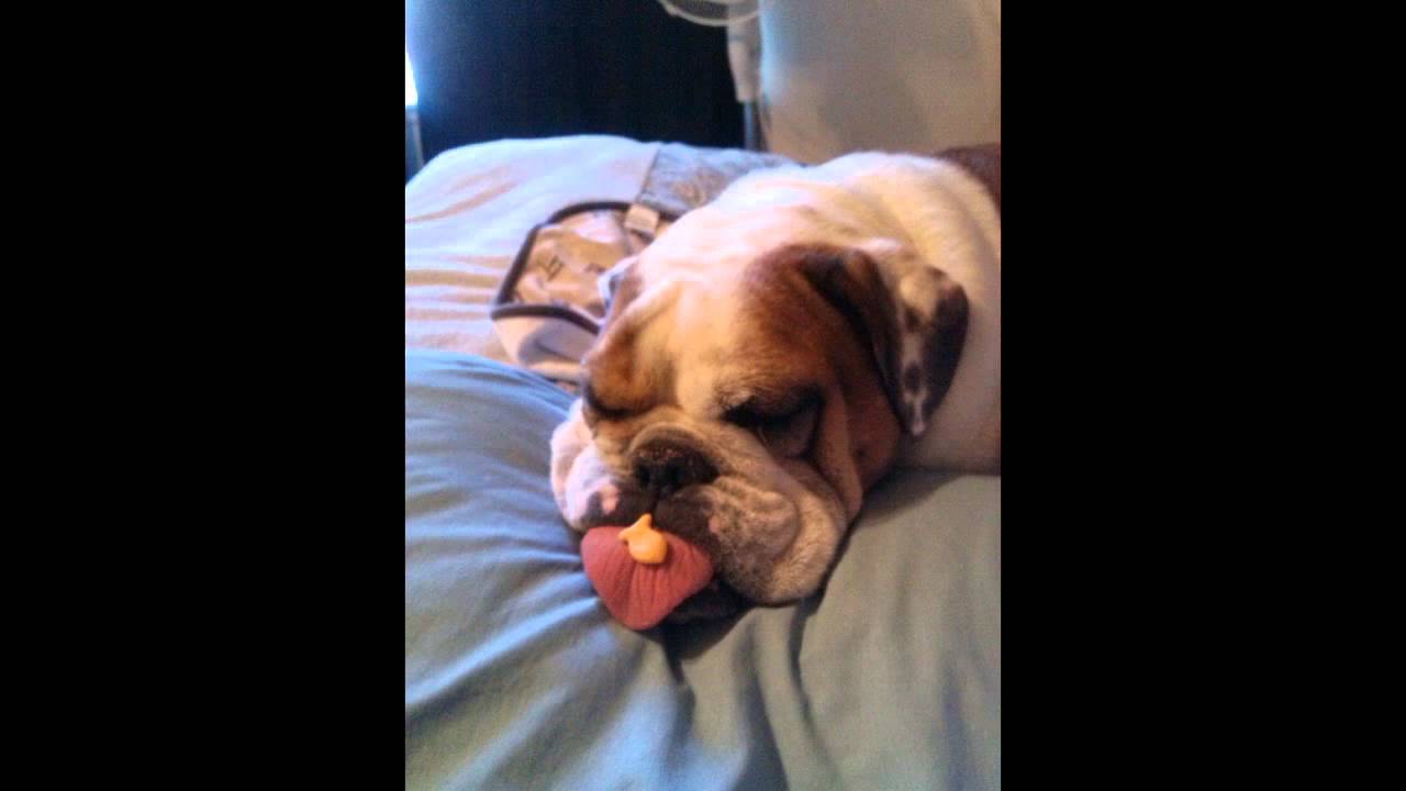 Bernie bulldog - YouTube