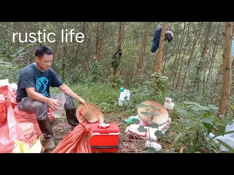 herding pigs and harvesting corn to support the family / folk life ...