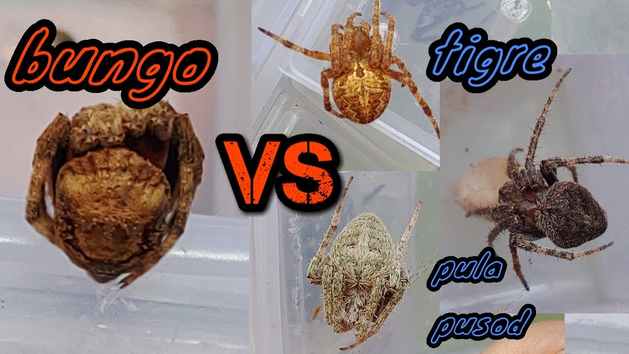 Gagambang bungo vs tigre x pula pusod - YouTube