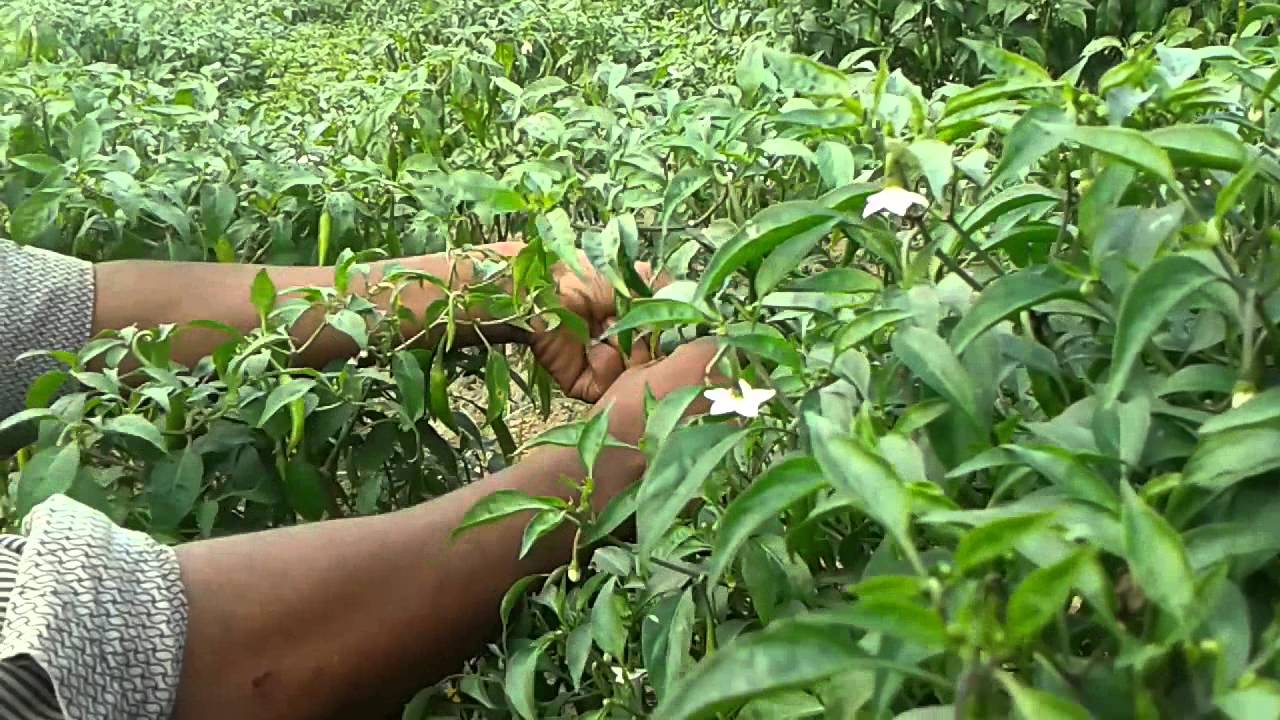 Nature Tree for Me (Mirchi Tree) (Full HD) - YouTube