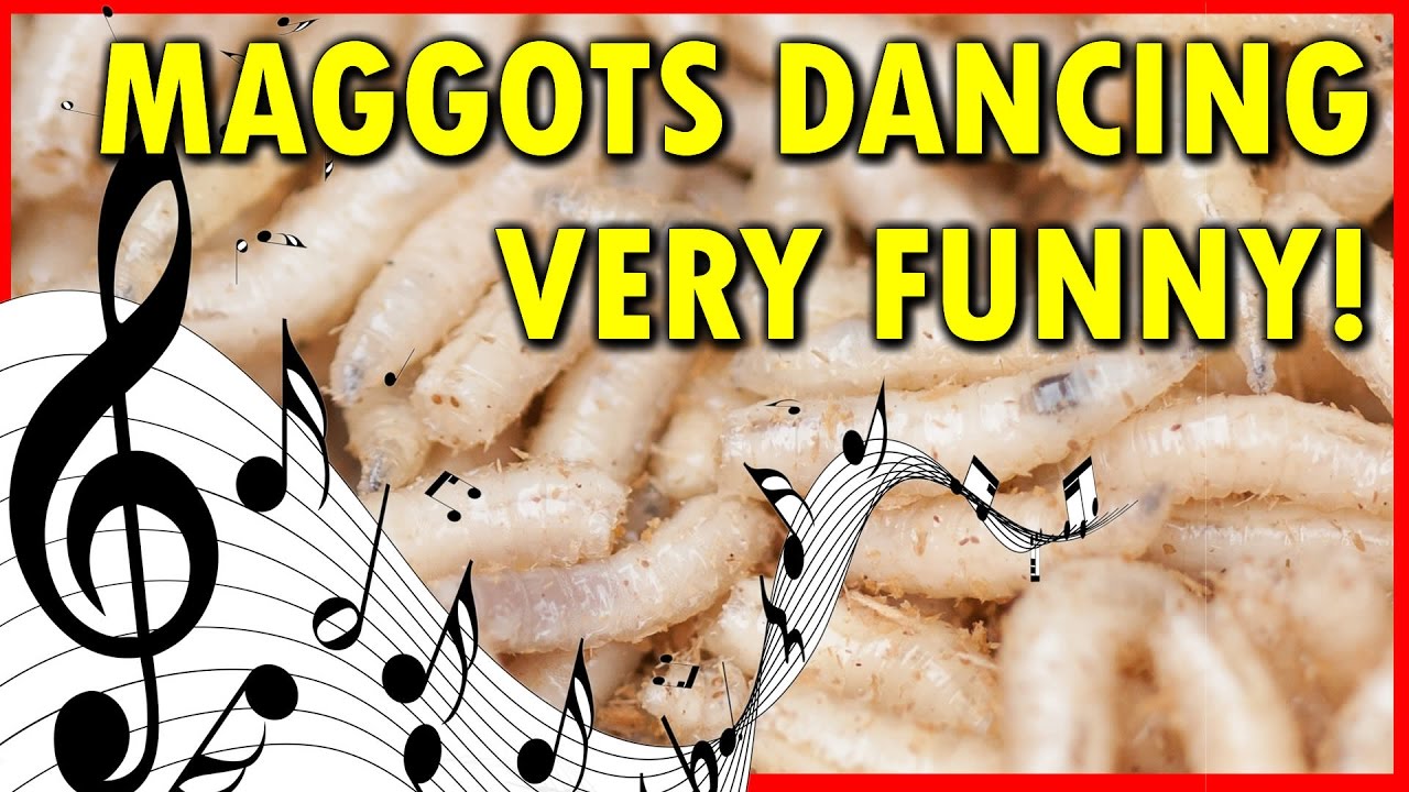 MAGGOTS Dancing - VERY FUNNY!! Fly larvae MOVE to the MUSIC - YouTube