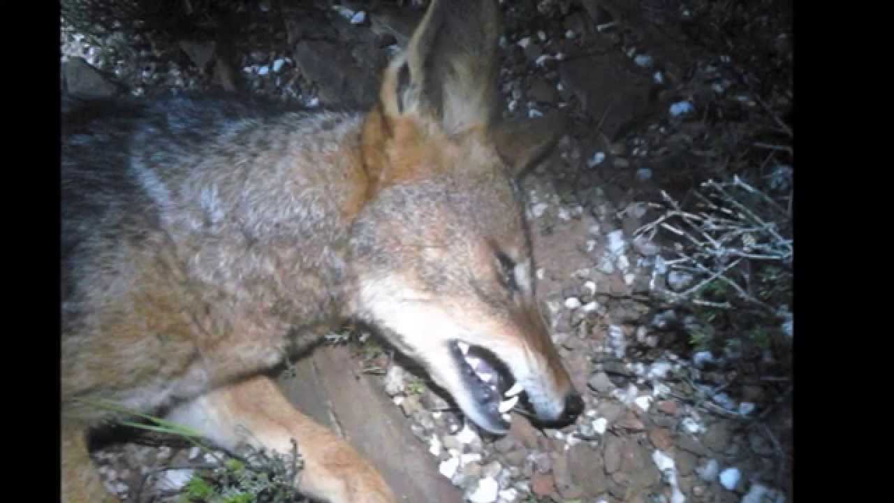 Jackal kill shot. First test recording with SJ4000 - YouTube