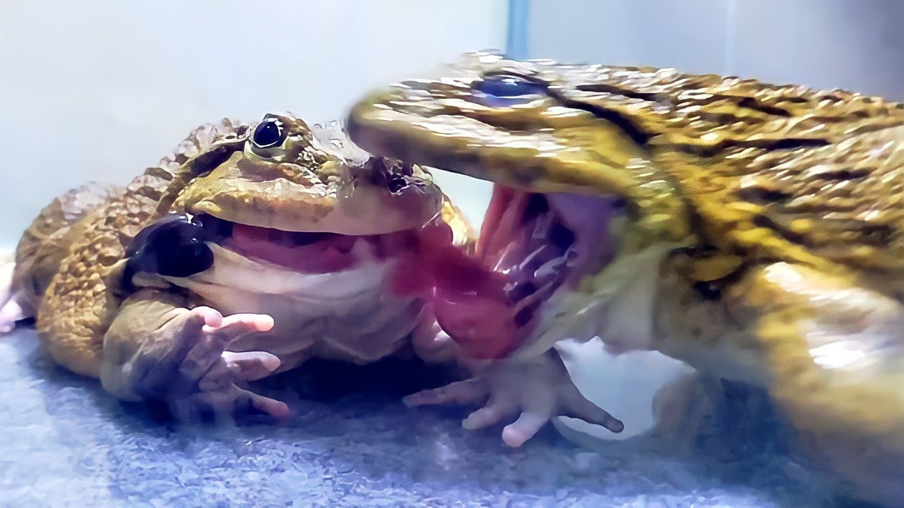 Asian Bullfrog Favorite Giant Scorpion! Mr Frog Live Feeding - YouTube