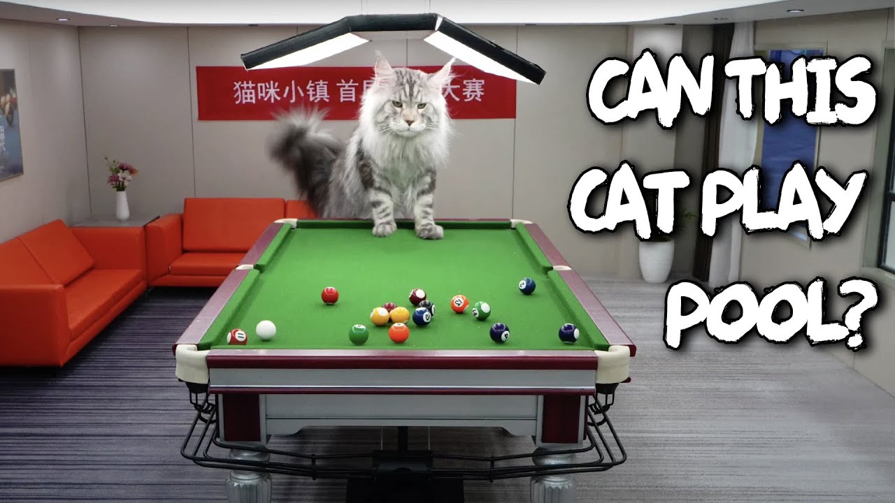 Can a Cat Play Pool? Mr. Nice the Pool Shark! - YouTube