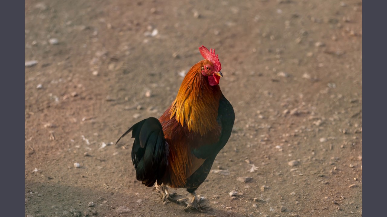 Martina the Beautiful Cockroach - YouTube