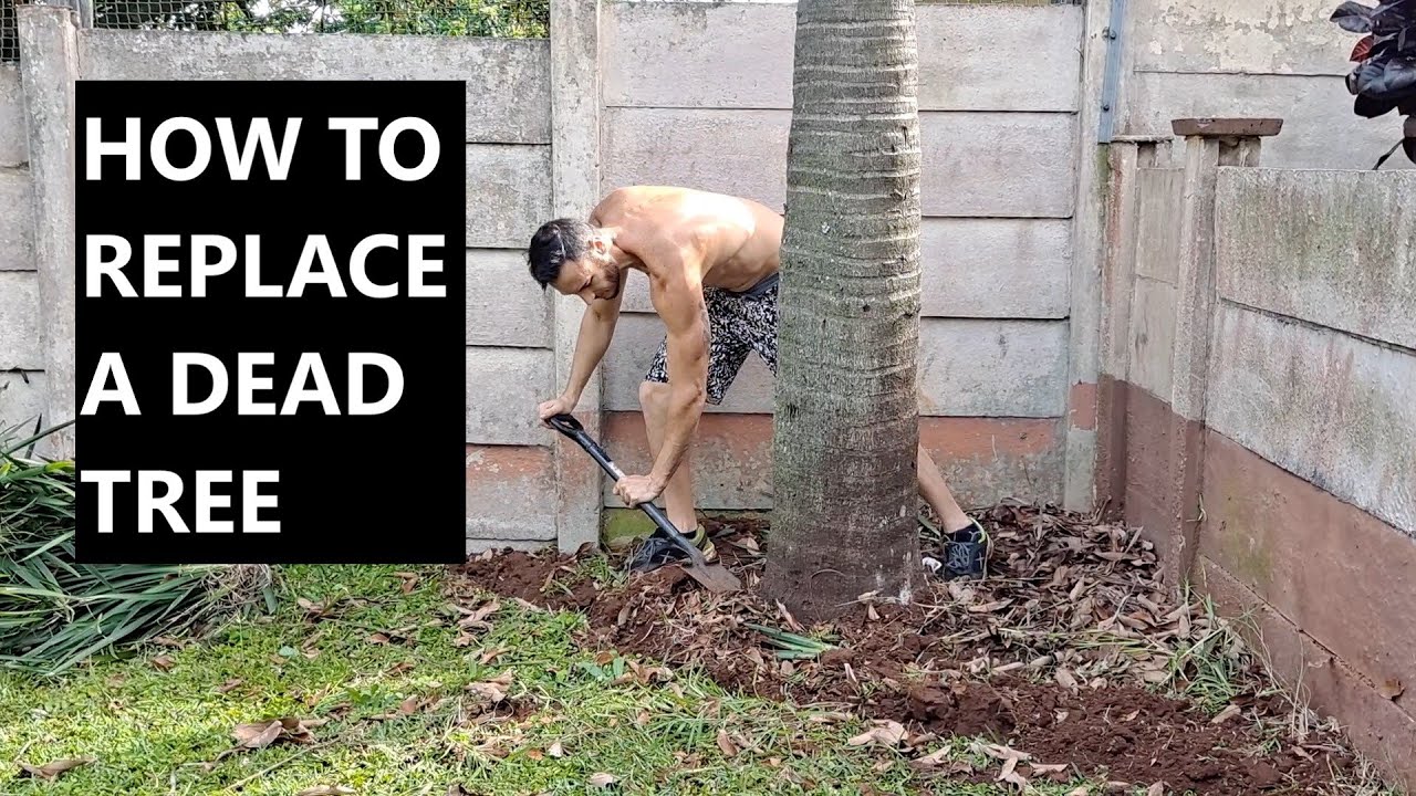 HOW TO REPLACE A DEAD TREE (BEFORE AND AFTER) - YouTube