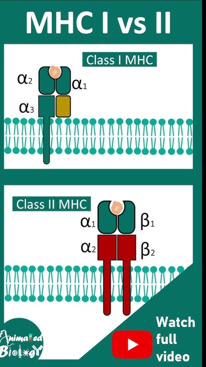 MHC class I vs MHC class II | Top 3 differences | 1 minute immunology - YouTube