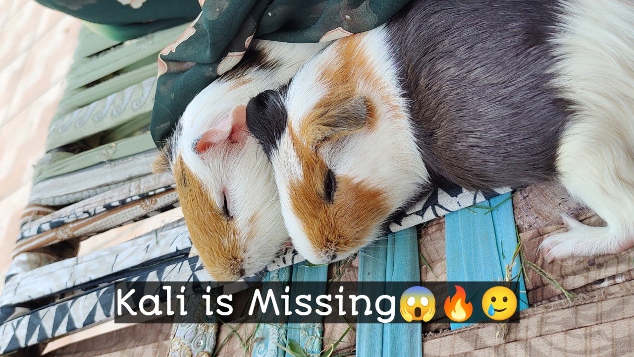 Kali is missing🥲 | My Guineapigs First Vlog | #day1 #cuteguinea - YouTube