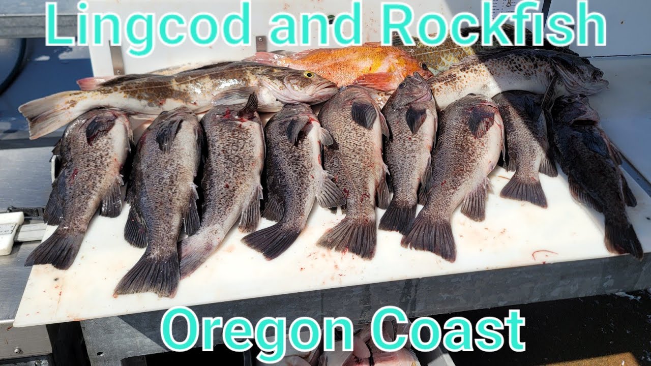 Lingcod and Rockfish Doubles and Triples! Newport, OR Bottomfishing ...