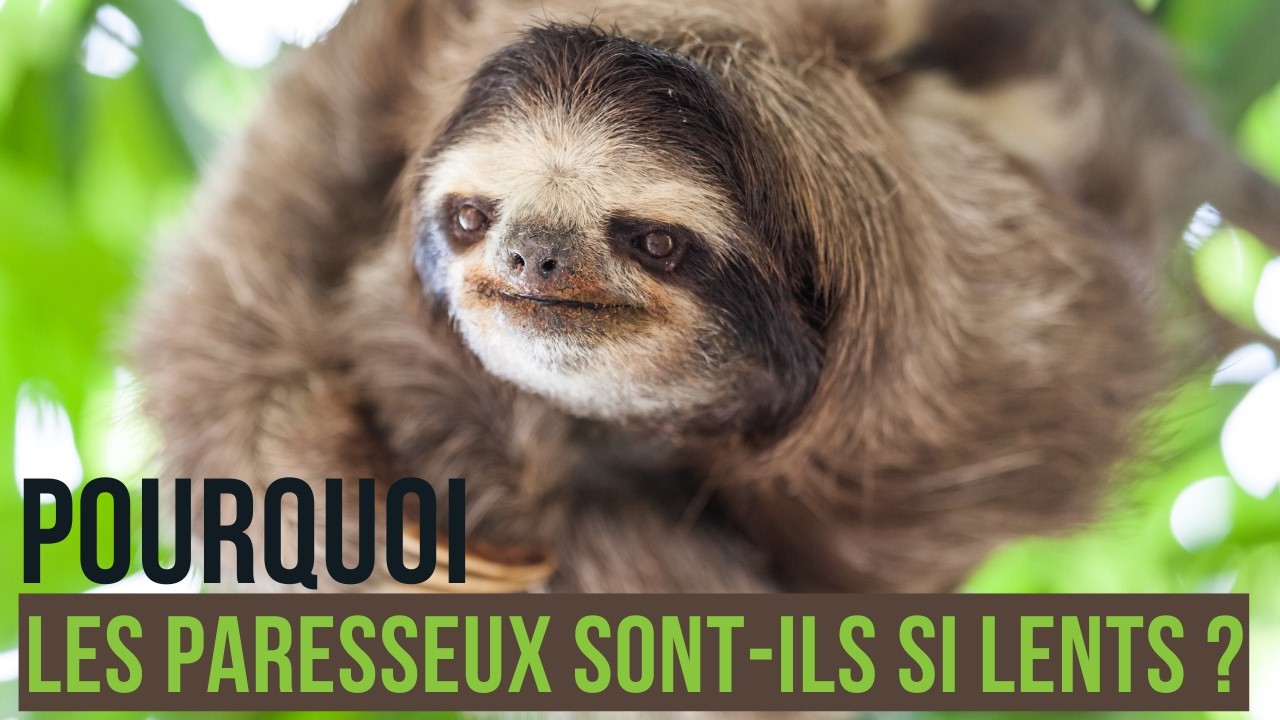 Pourquoi les Paresseux sont-ils si lents ? 🦥 - YouTube