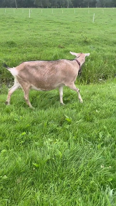 The Goats Are Loving The Weeds! #farming #homestead #goats - YouTube