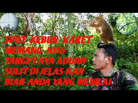 Berburu Tupai. Di Kebun Karet - YouTube