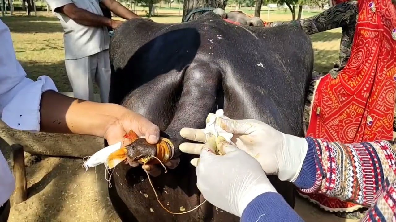 Amputation of Tail in Buffalo ।। भैंस में पूंछ का ऑपरेशन।। Treatment ...