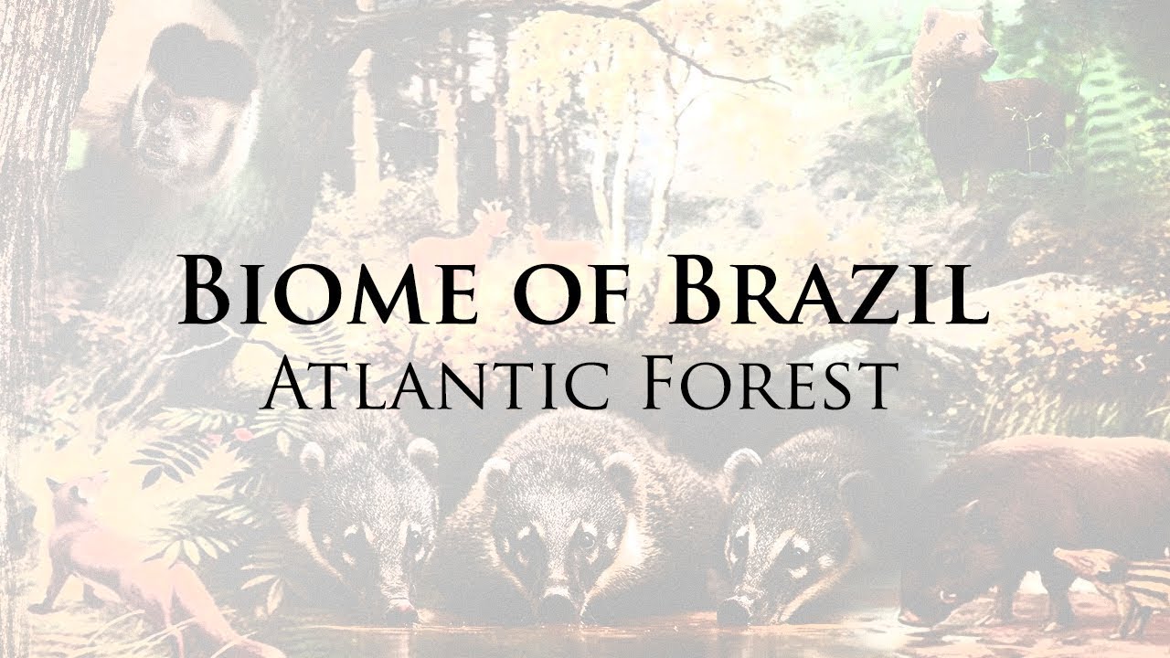 Atlantic Forest - Animals and Nature - YouTube