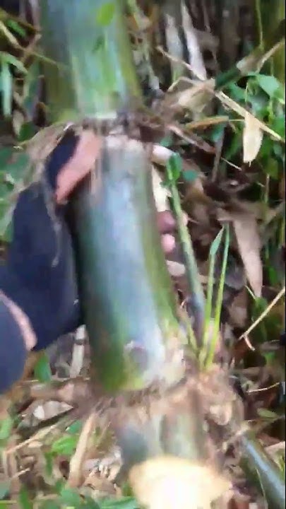 bambu petuk langka inh ! #shorts - YouTube