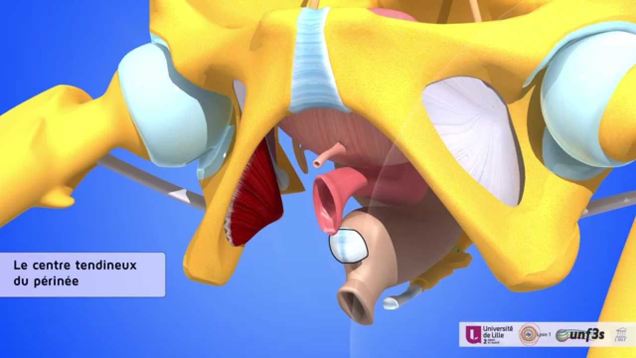 Le centre tendineux du périnée féminin - YouTube