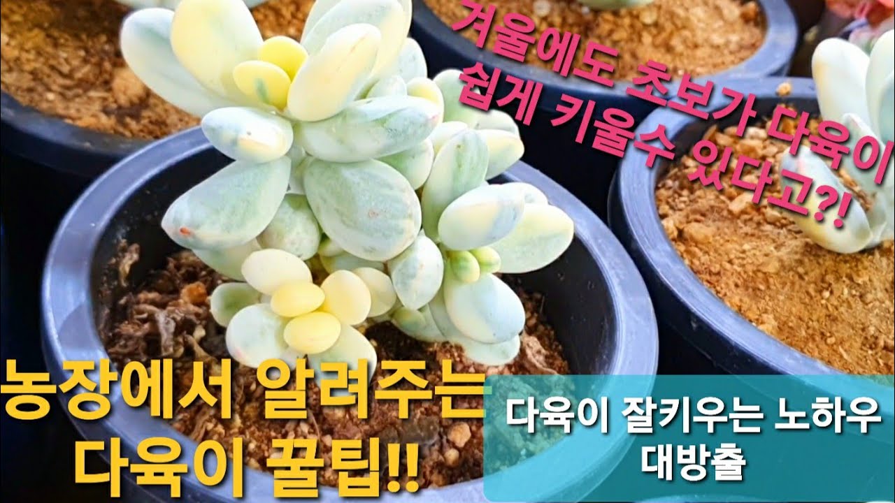 다육이♡ 겨울에 누구나 쉽게 다육이 관리하는법 초보가 알아야하는 다육이소개 다육이키우기 다육이정보 초보다육이 다육이