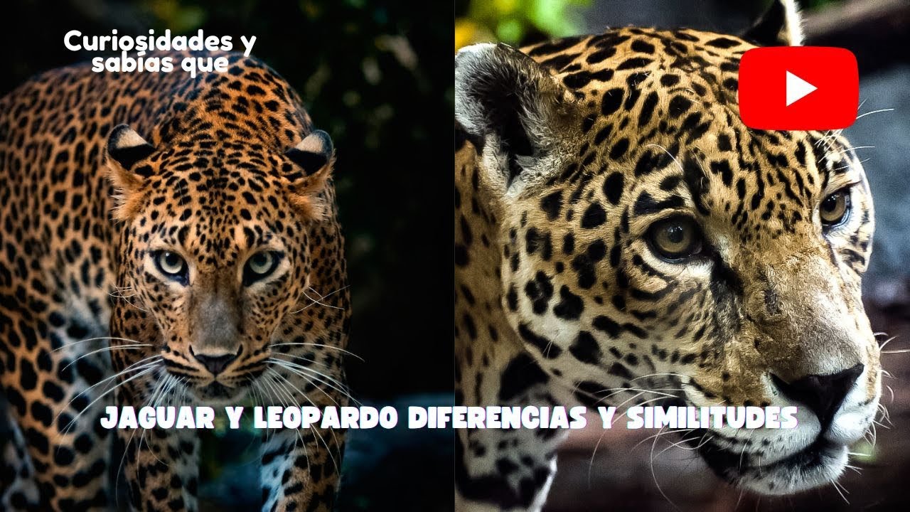 Jaguar y Leopardo diferencias y similitudes - YouTube